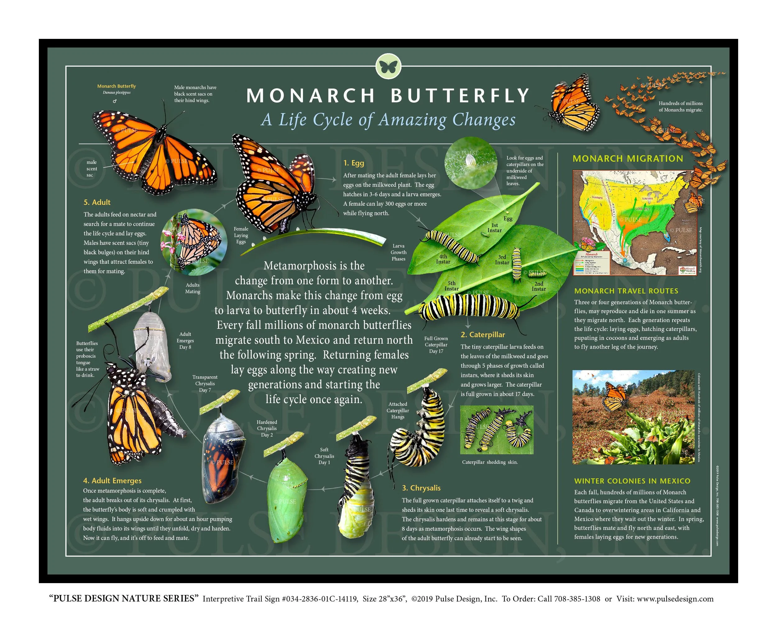 Monarch Butterfly Life Cycle Caterpillars To Butterflies 101 Primary