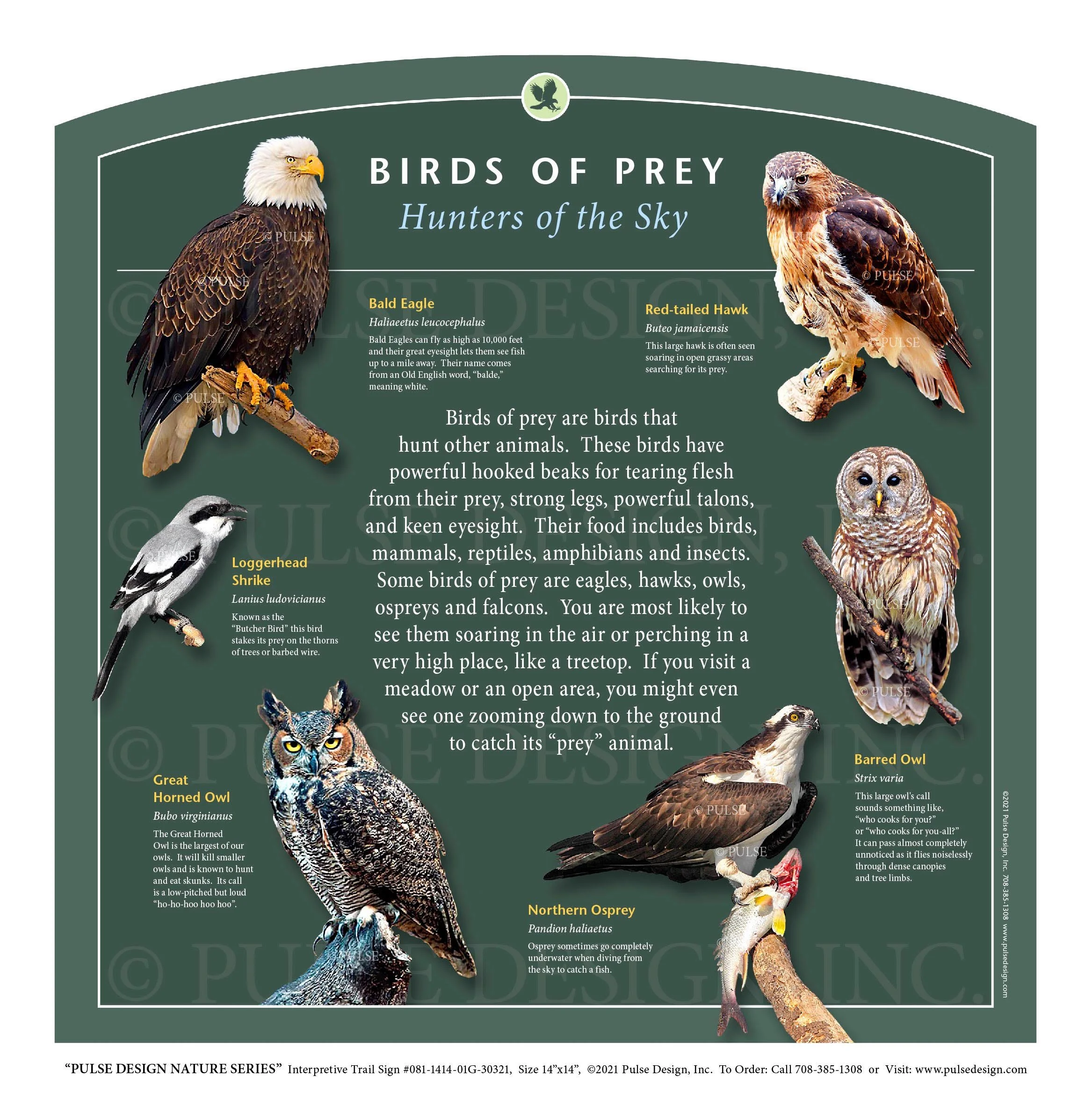 Birds Of Prey With Names