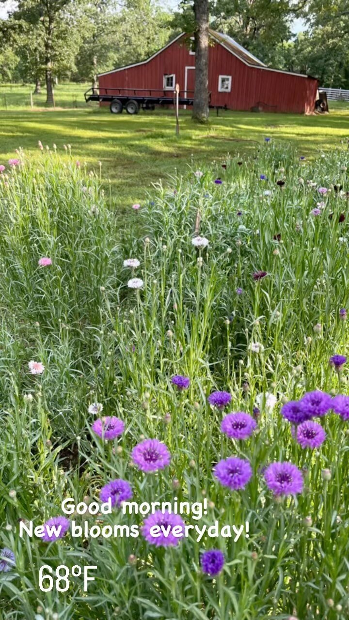 Robyn's Flower Garden