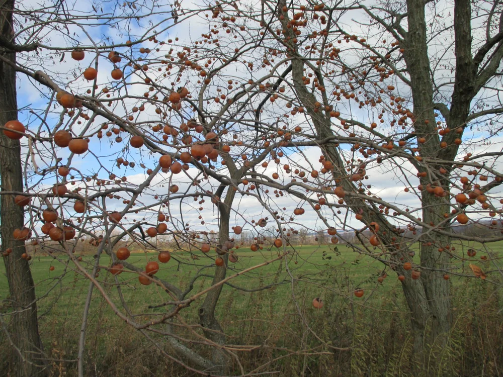 American Persimmon Tree