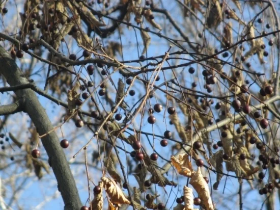 Hackberry — Twisted Tree Farm