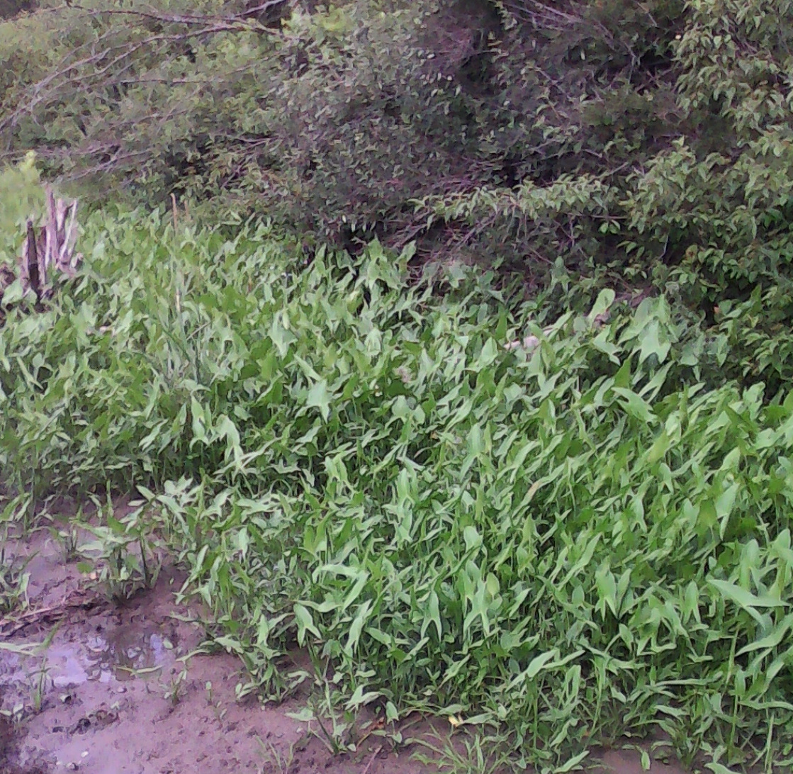 Perennials — Twisted Tree Farm