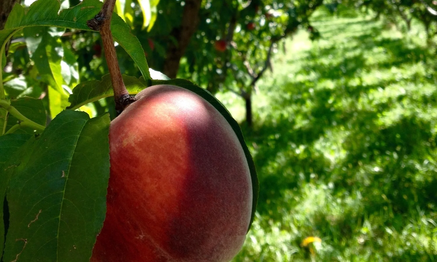 What We Grow — Rancho Durazno