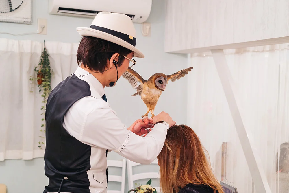 What Owl Cafes Are Really Like in Japan - Travel Pockets