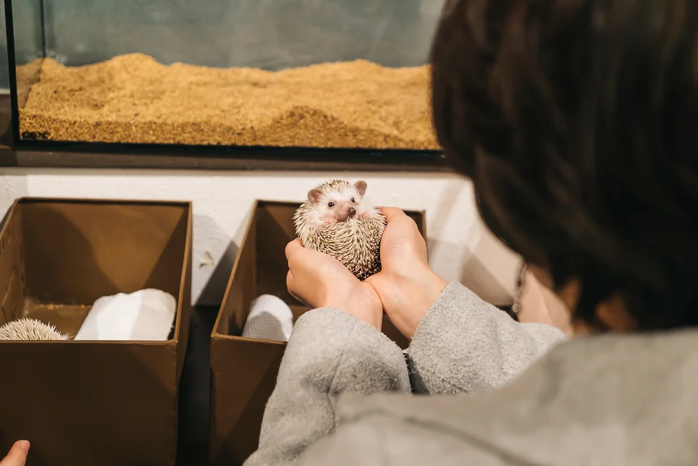 Our Bizarre Hedgehog Cafe Experience in Tokyo - Travel Pockets