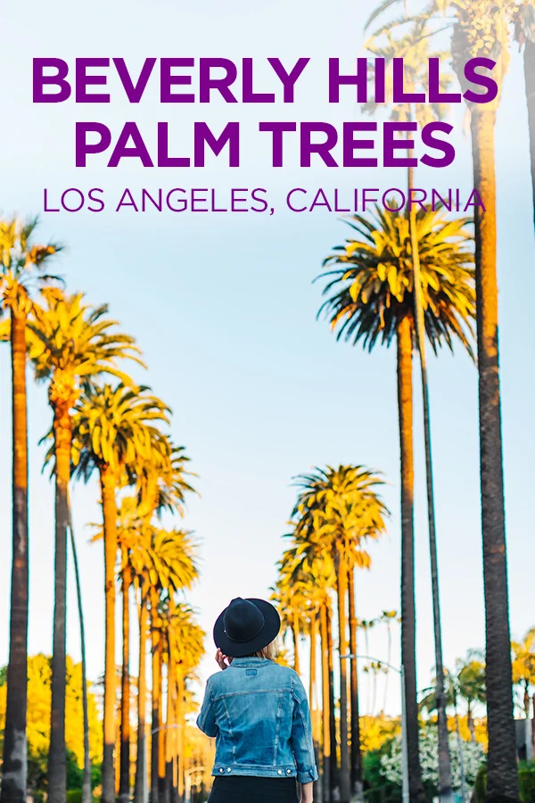 Where to Find the Famous Palm Tree-Lined Street in Beverly Hills ...