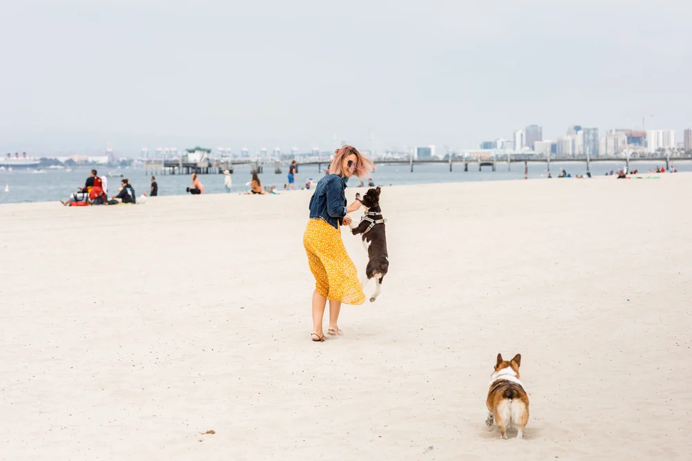 Are Dogs Allowed On Long Beach