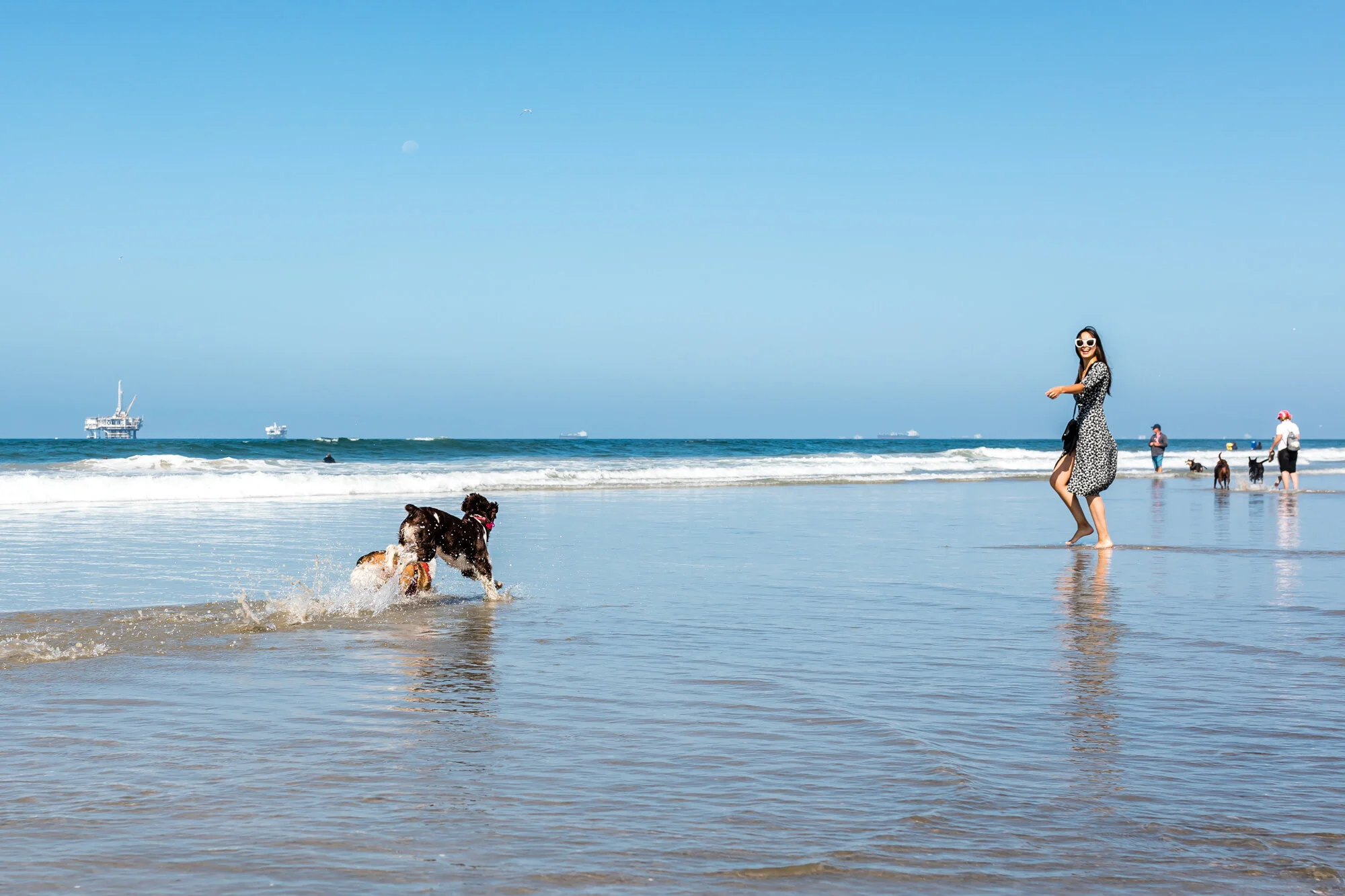 The 6 Best Off-Leash Dog Beaches in Southern California - Travel Pockets
