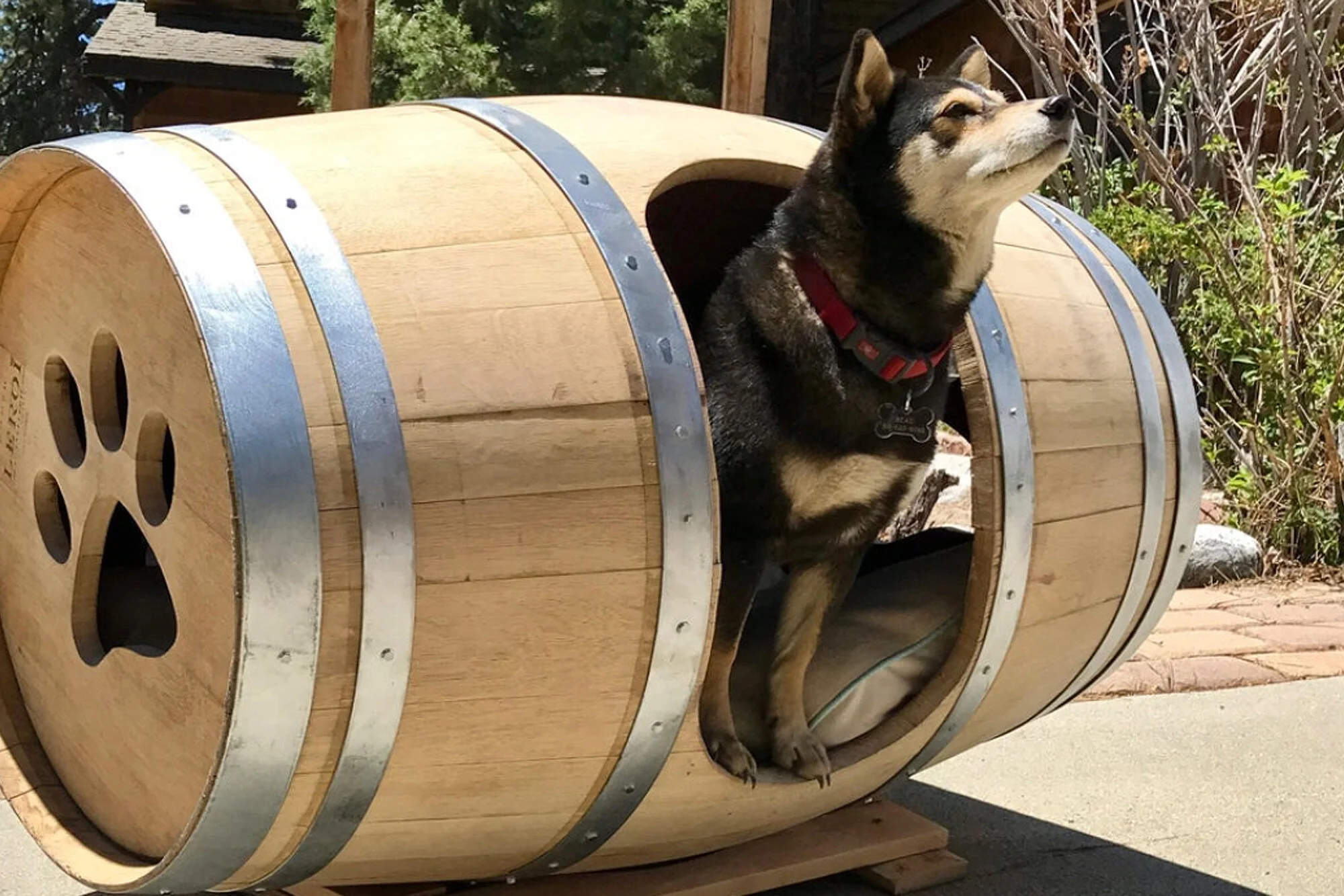 Dog-Friendly Things to Do in the Winter at Big Bear Lake - Travel Pockets