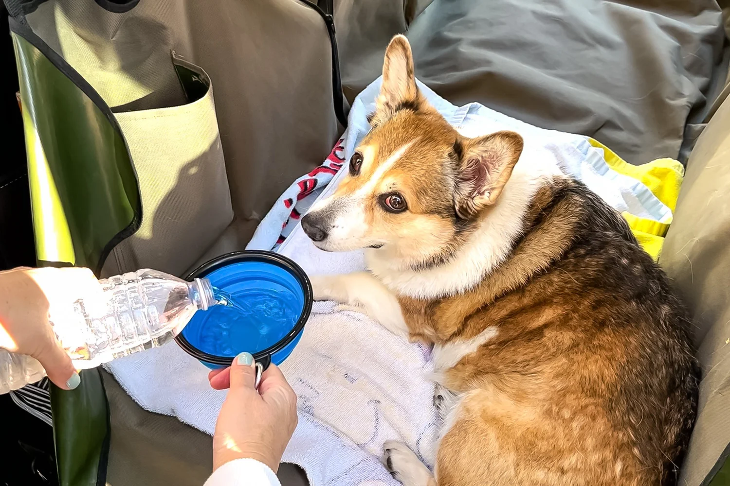 12 Tips on Traveling Solo with Your Dog on a Cross-Country Road Trip ...