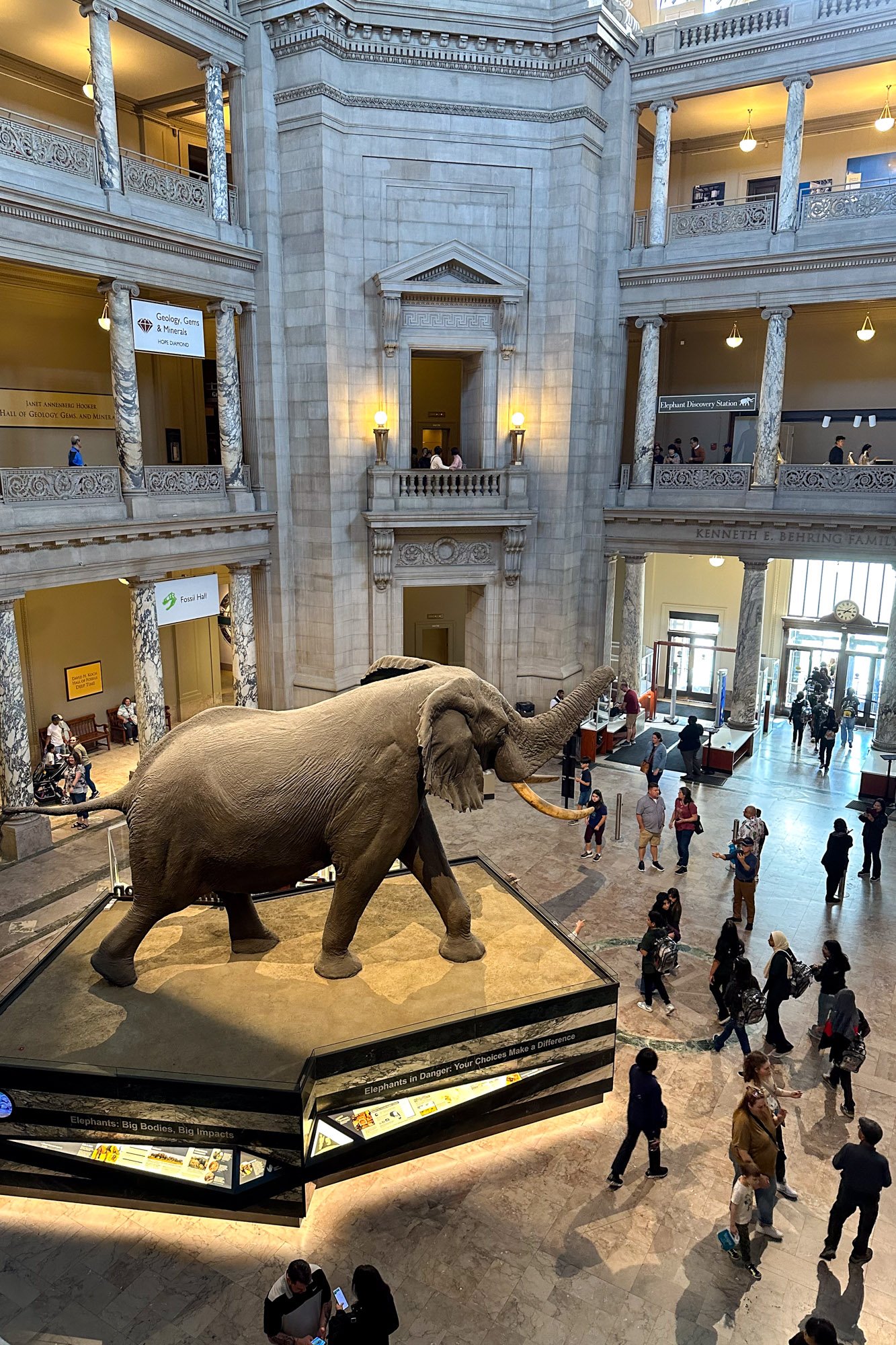 Visiting The Smithsonian Natural History Museum In Dc – TSQK