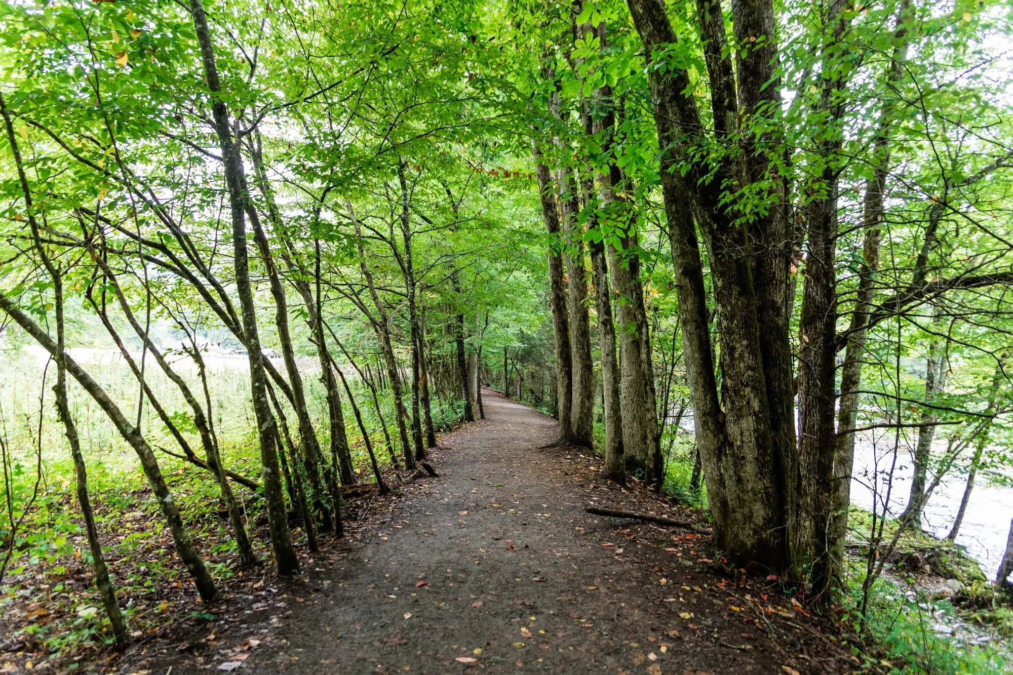 How To Spend a Day in the Smoky Mountains with Your Dog - Travel Pockets