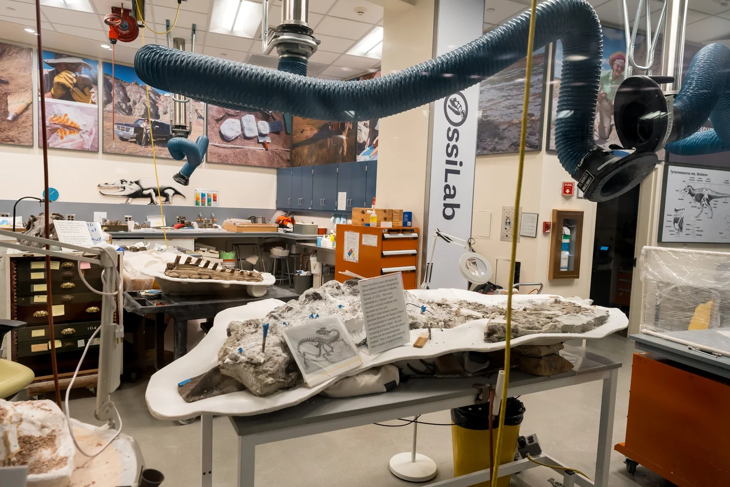 7 Things You Must See at the Smithsonian National Museum of Natural History in DC - Travel Pockets