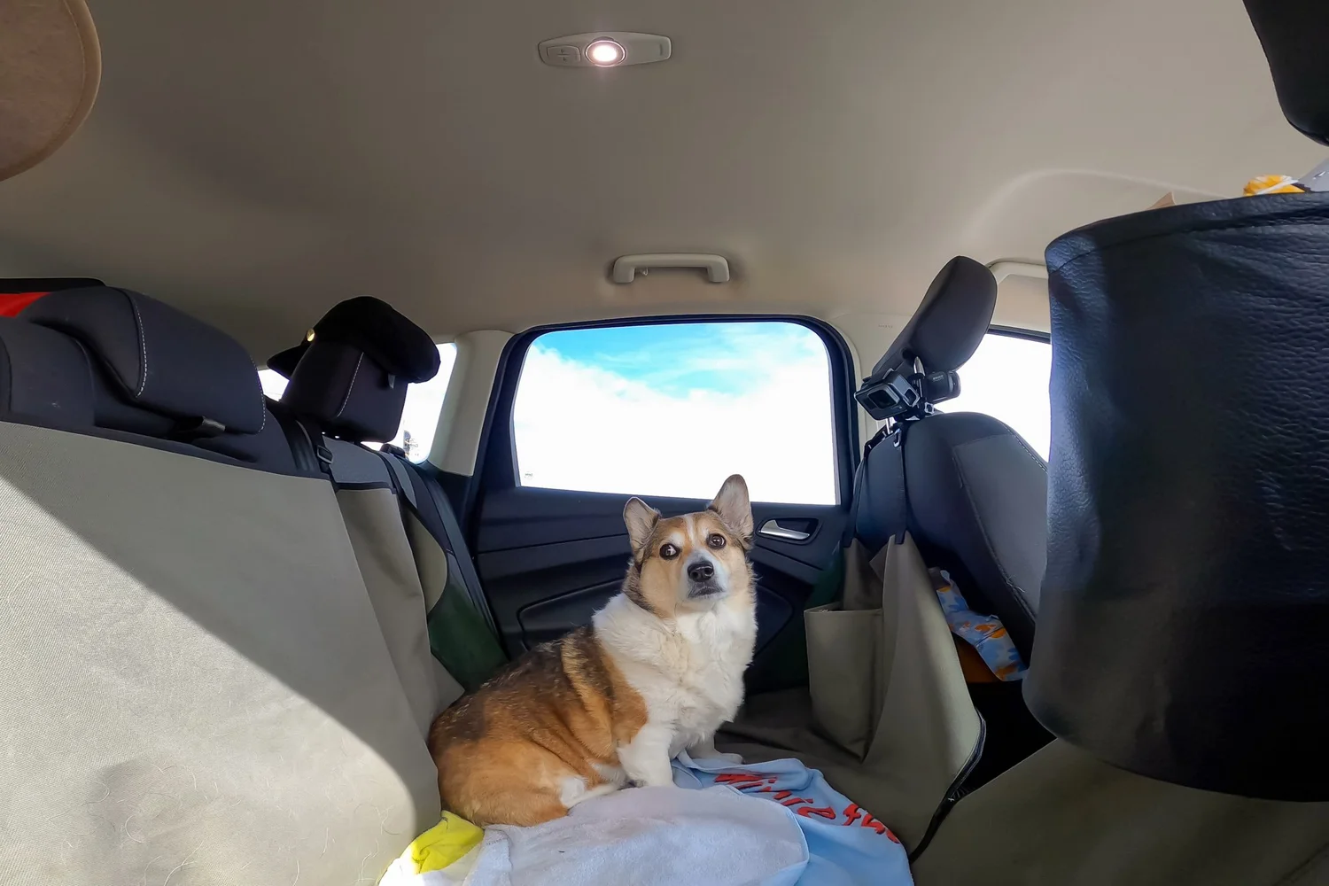 12 Tips on Traveling Solo with Your Dog on a Cross-Country Road Trip ...