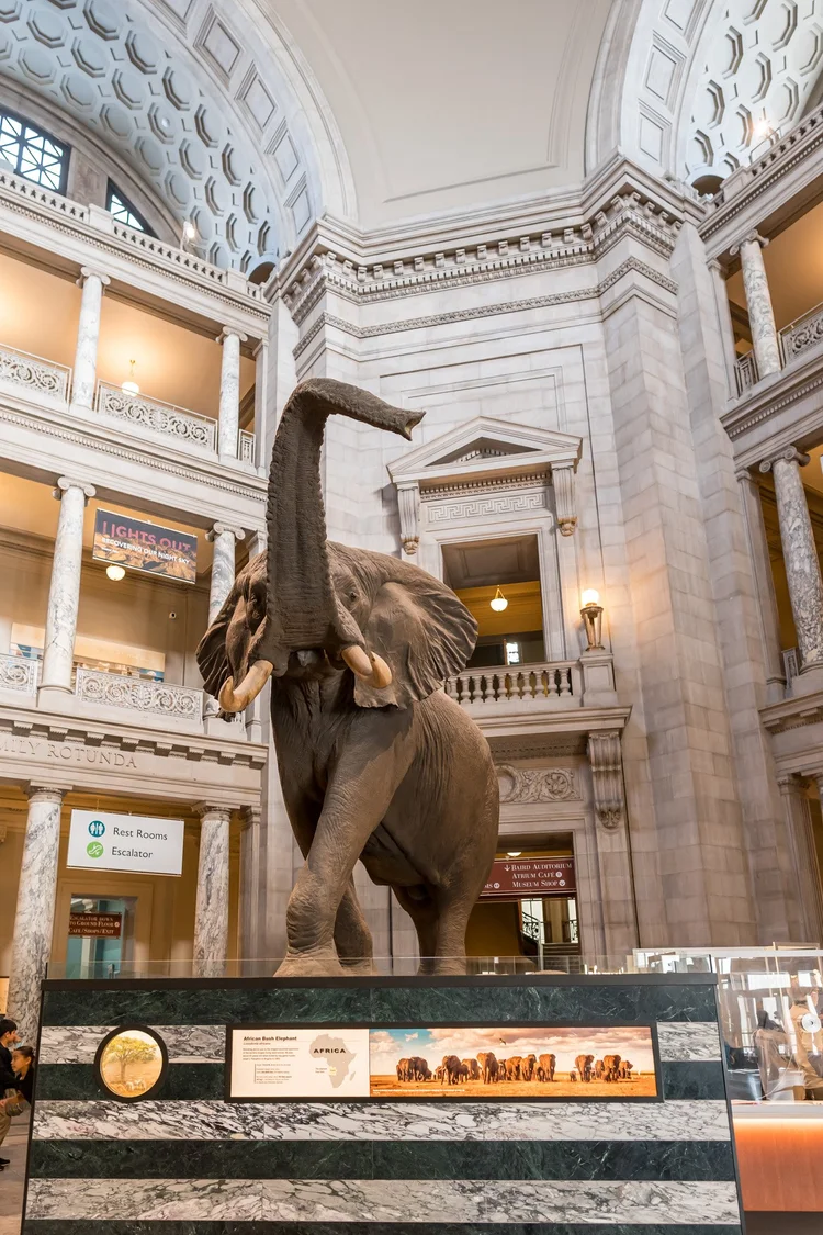 7 Things You Must See at the Smithsonian National Museum of Natural ...
