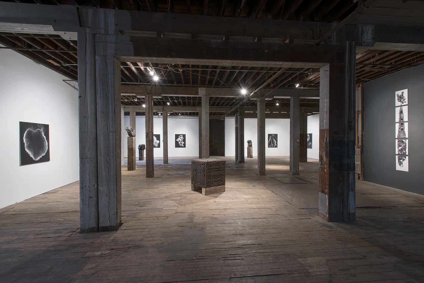 Club Disminución — ALEXA HOROCHOWSKI