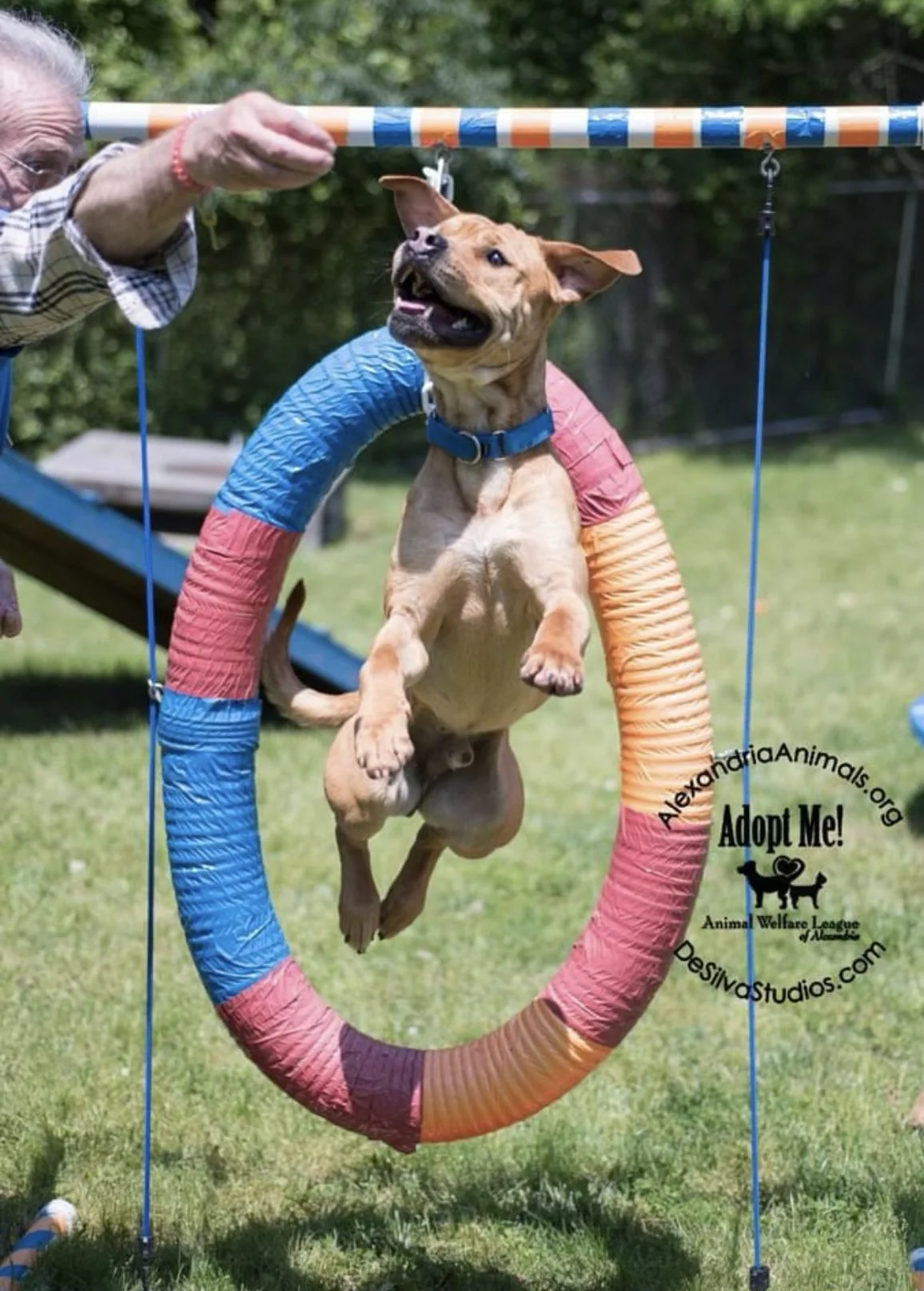 Blog — DESILVA STUDIOS | DC Metro Area Pet & Family Photographer