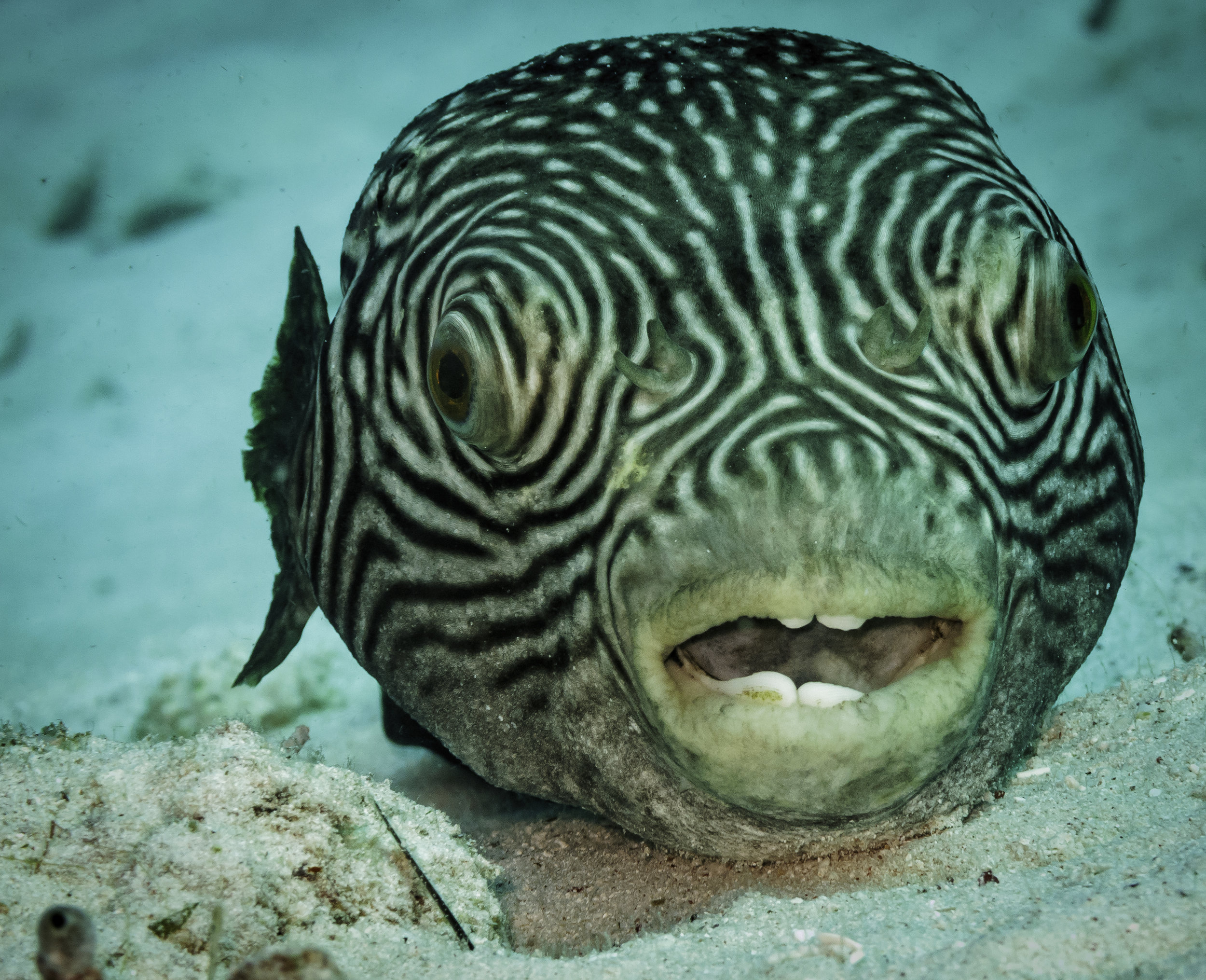 In Water — Lee Gerstein Photography