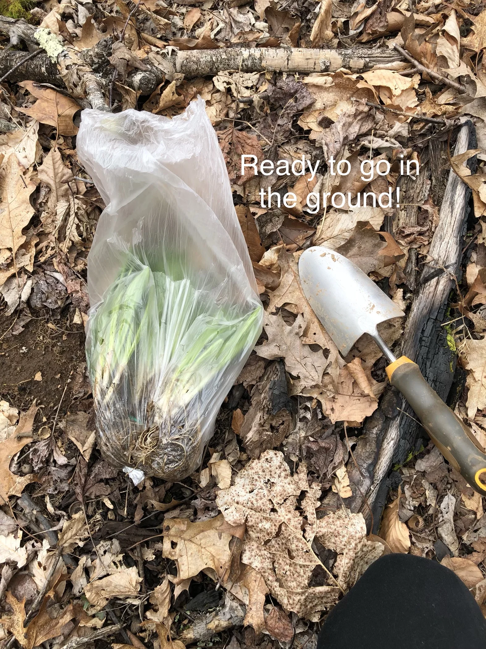 Ramp Patch — Carlye Jane Dougherty