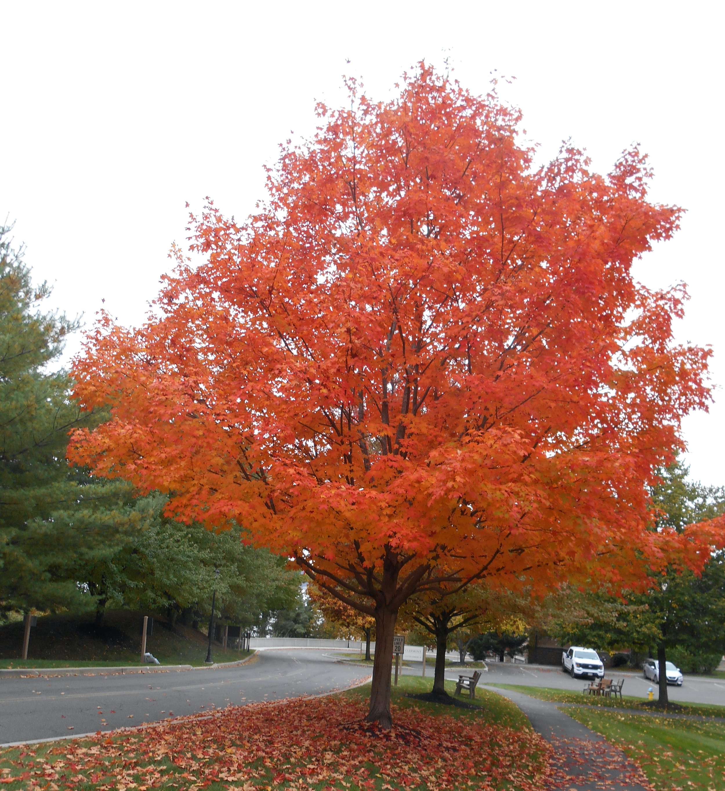 One of Kendal's Most Beautiful Fall Trees — Resident Life at Kendal on ...