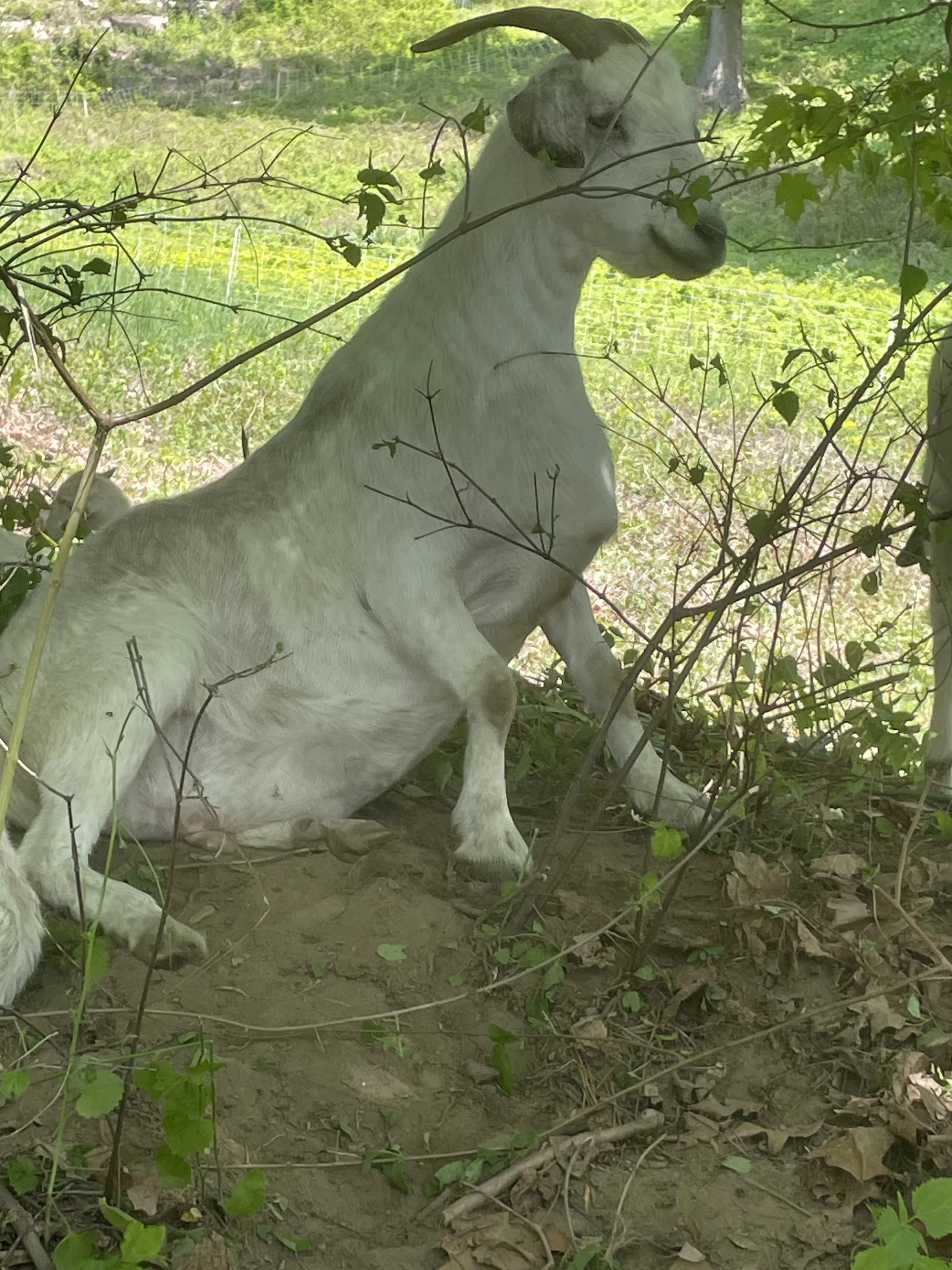 The Continuing Saga of the Goats of Rockwood Park — Resident Life at ...