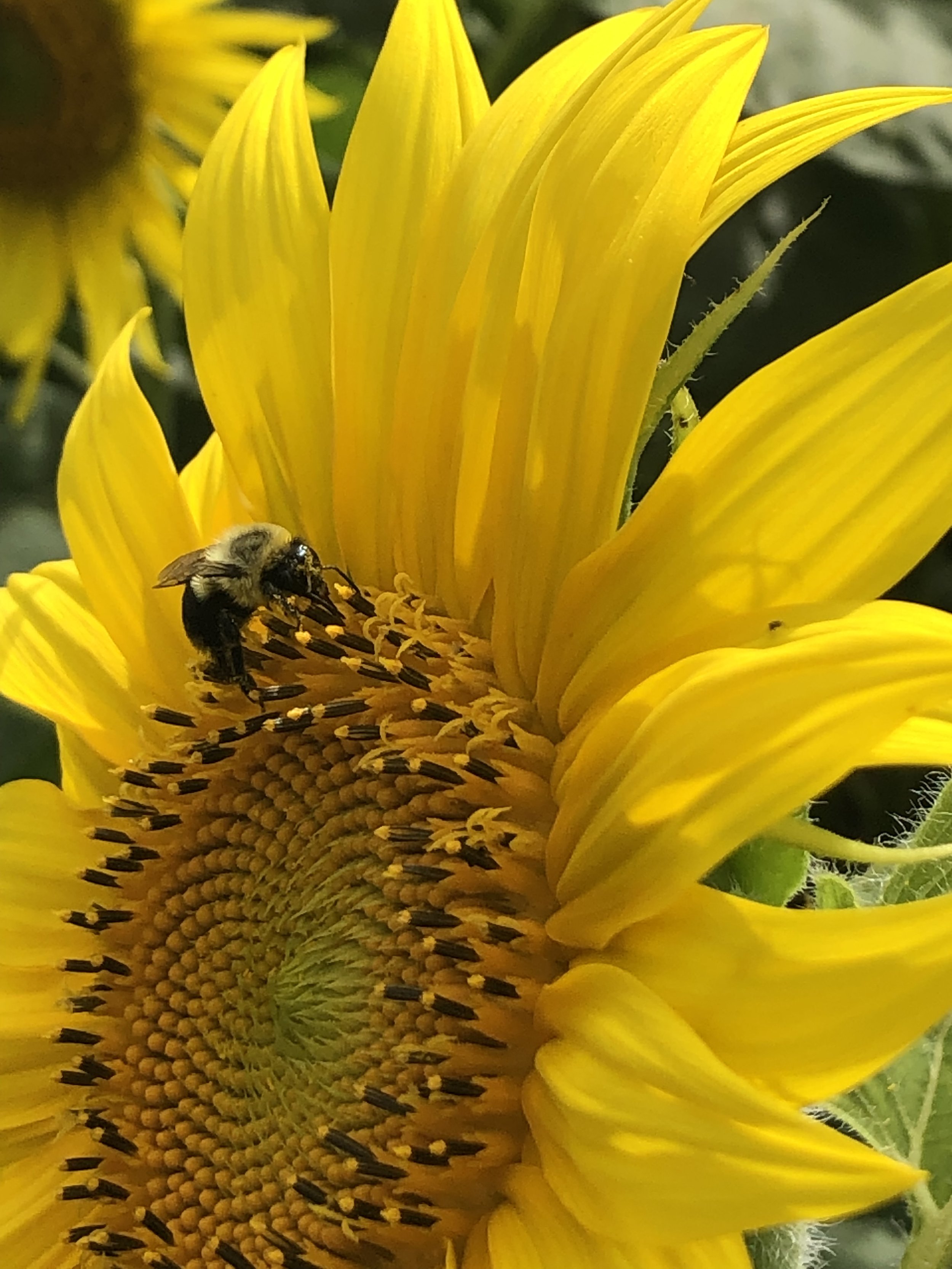 Summer's Ode to Sunflowers and Bees — Resident Life at Kendal on Hudson