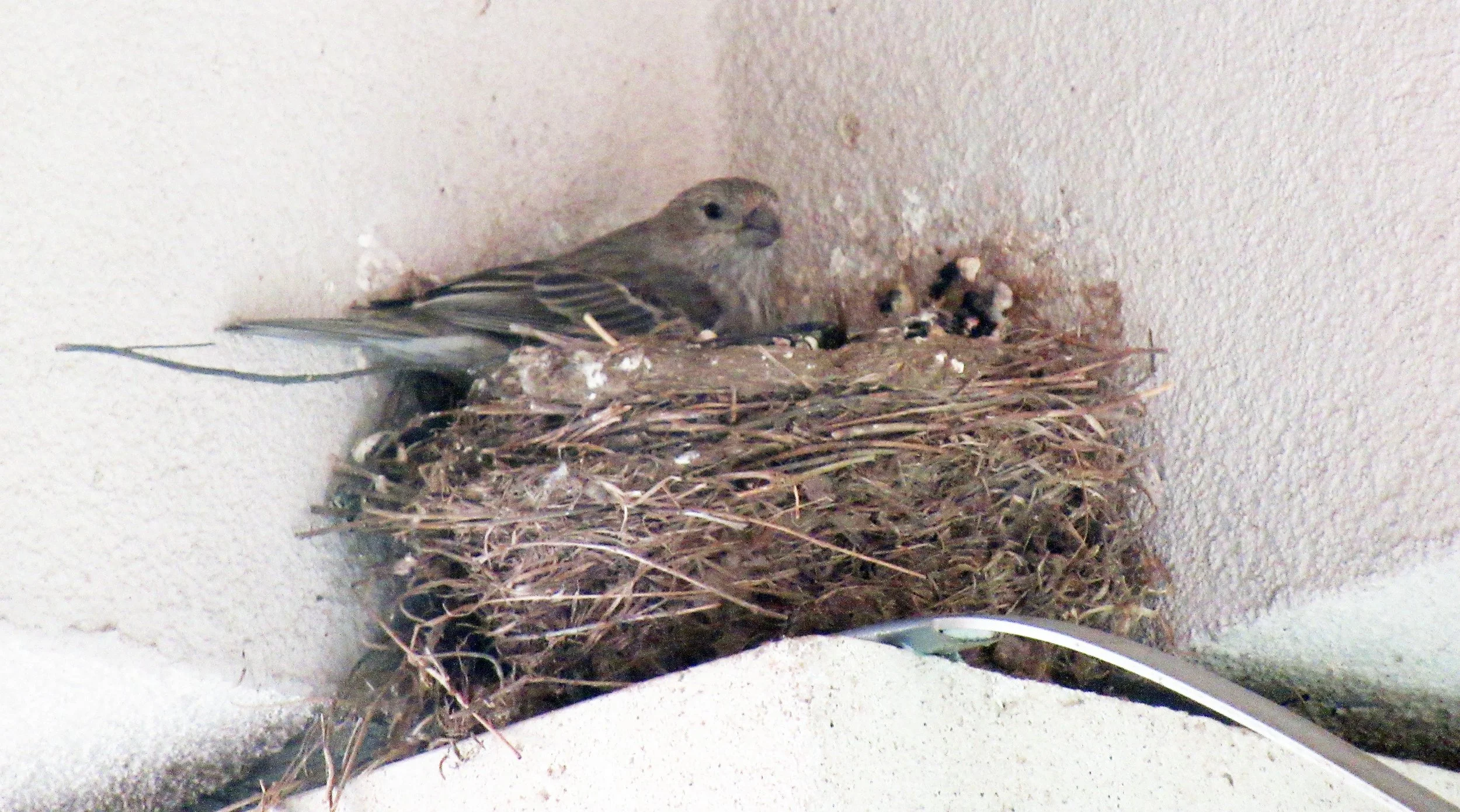 House Finches Return to Robert Fulton — Resident Life at Kendal on Hudson