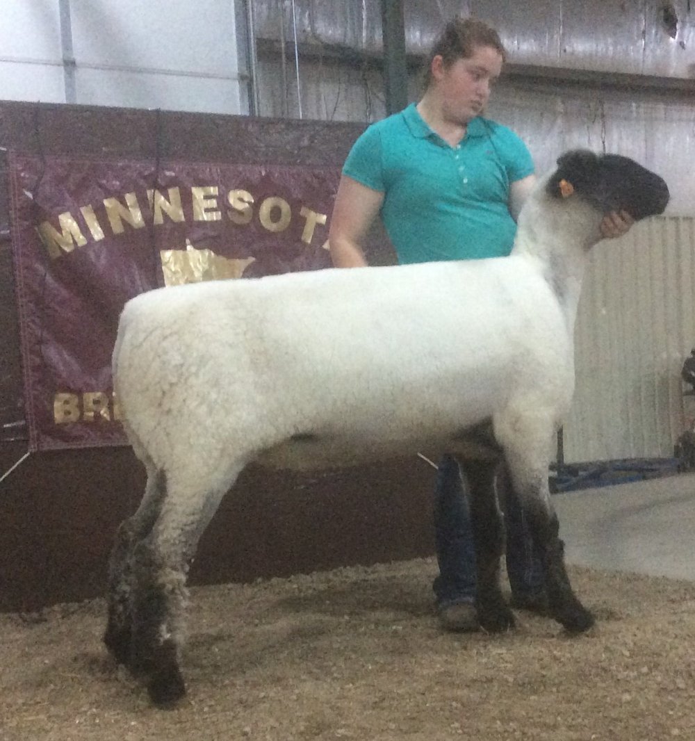 Minnesota Bred Ewe Sale — Minnesota Hampshire Sheep Association