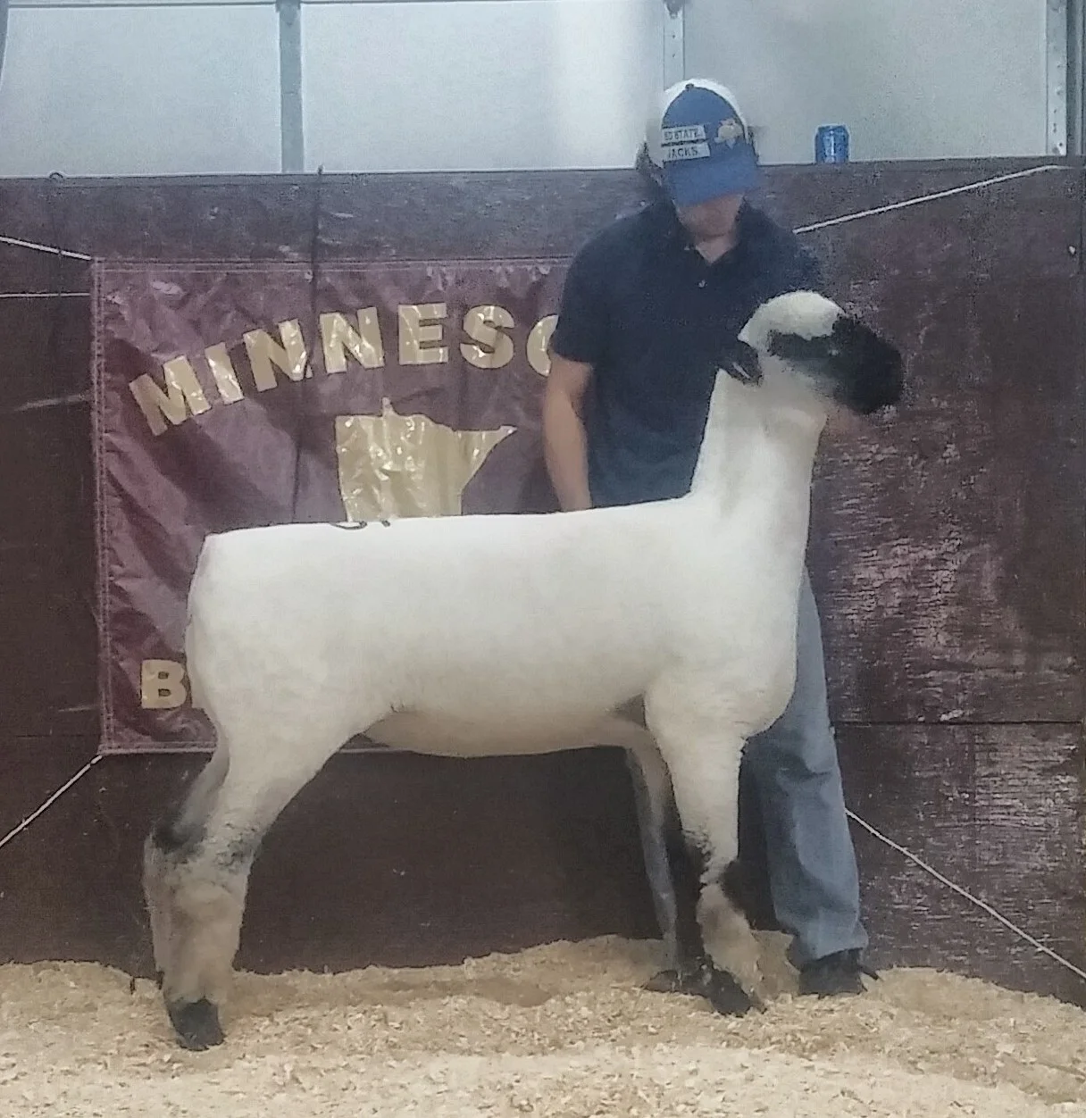 Minnesota Bred Ewe Sale — Minnesota Hampshire Sheep Association