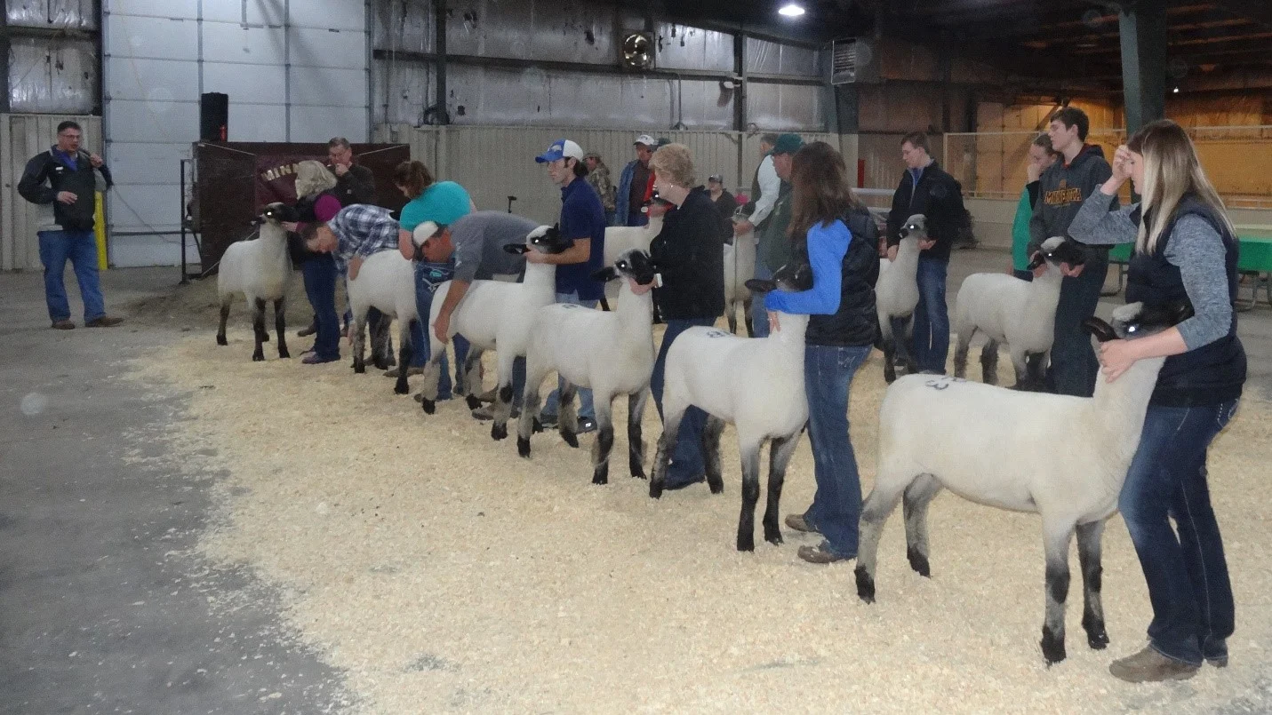 Minnesota Bred Ewe Sale — Minnesota Hampshire Sheep Association
