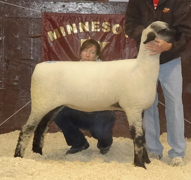 Minnesota Bred Ewe Sale — Minnesota Hampshire Sheep Association