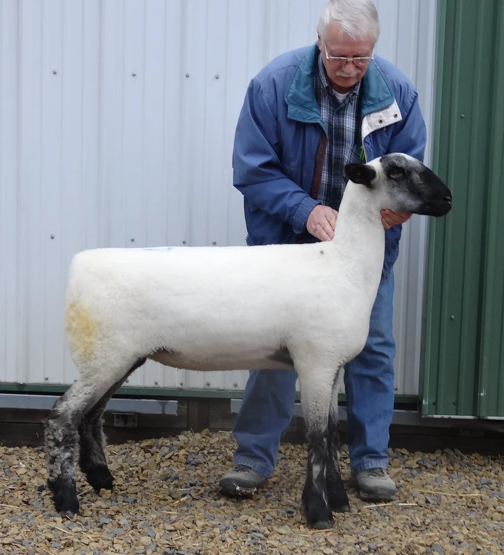 Minnesota Bred Ewe Sale — Minnesota Hampshire Sheep Association