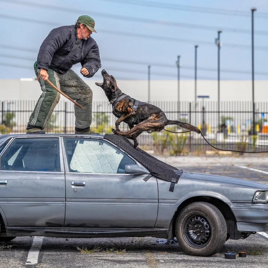 Dog Training – BlueCollar Working Dog