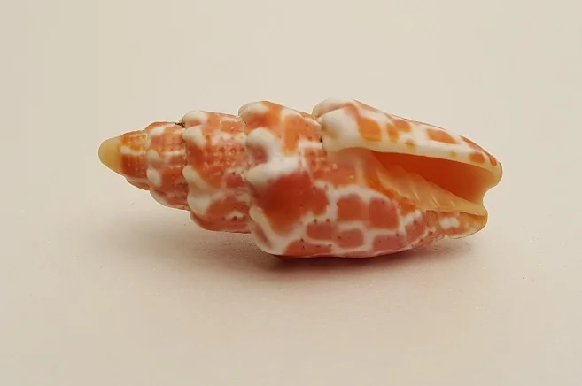 ADD ON Hawaii Cone Shell Jewelry & Beauty Jewelry Making & Beading etna ...