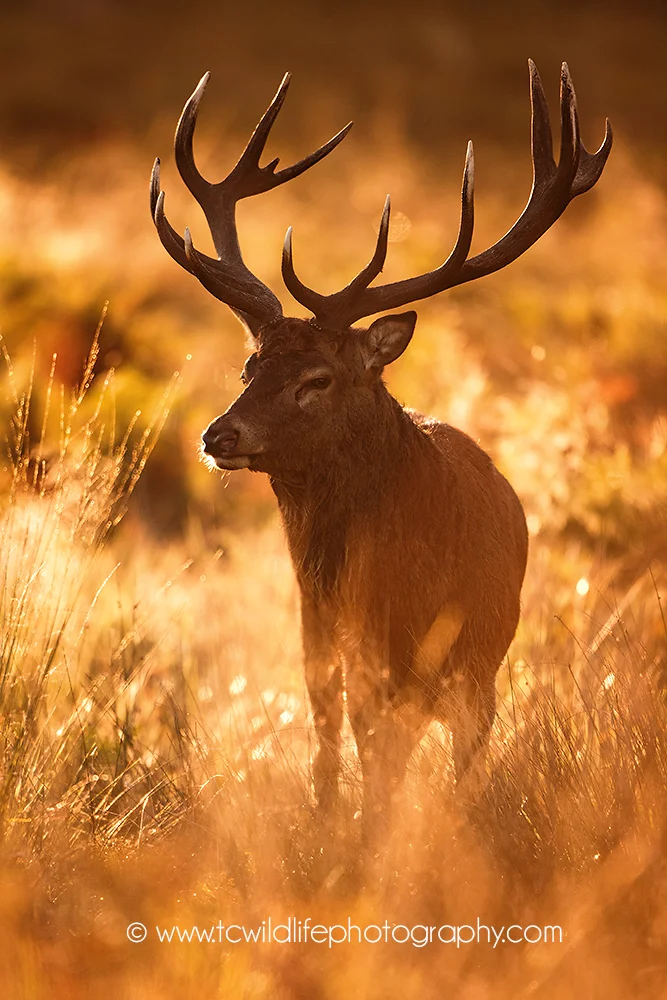 Wildlife Photography Deer