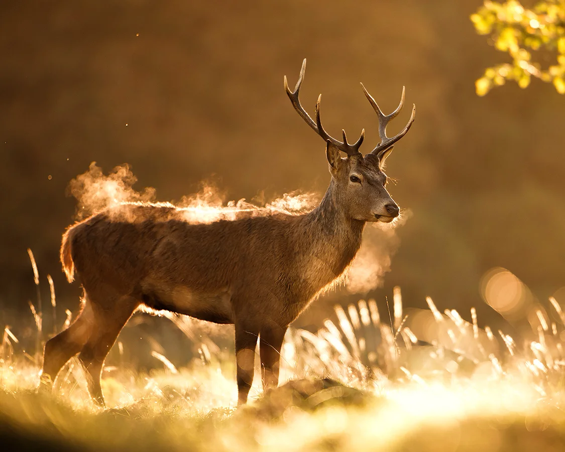 Wildlife Photography Deer