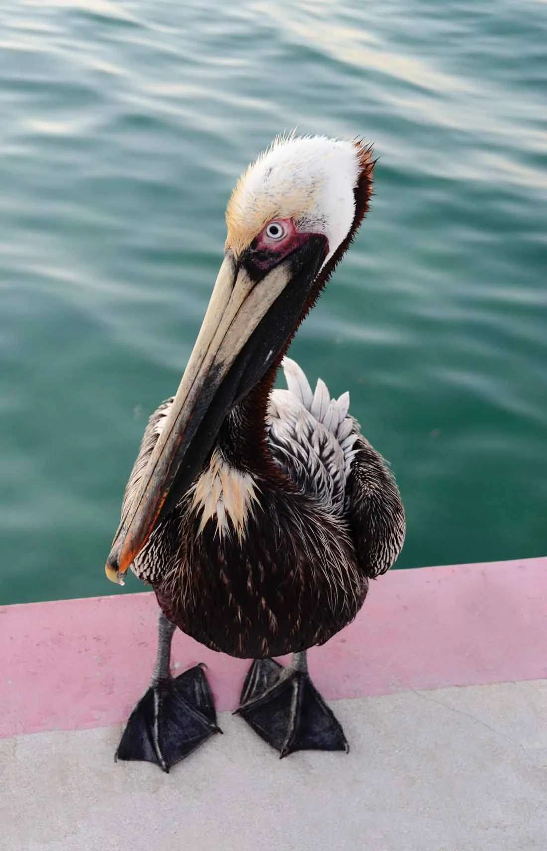 Supporting Cast — McLaughlin Photo & Video