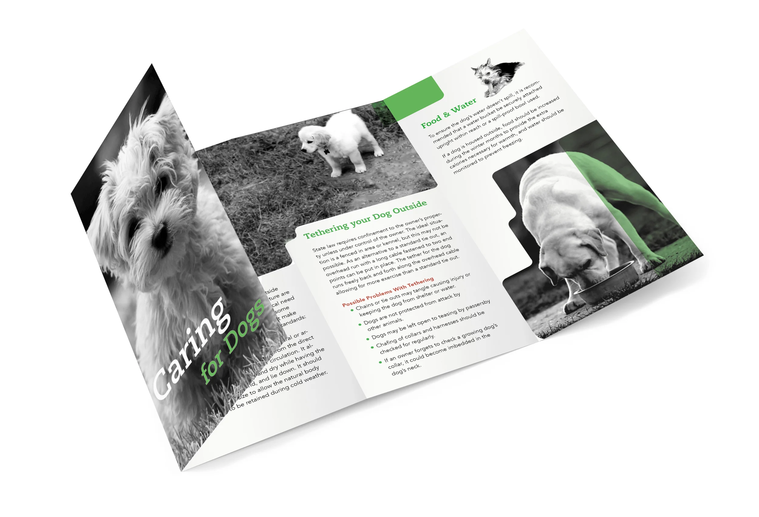 Dog Care Brochure — Shannon Farah