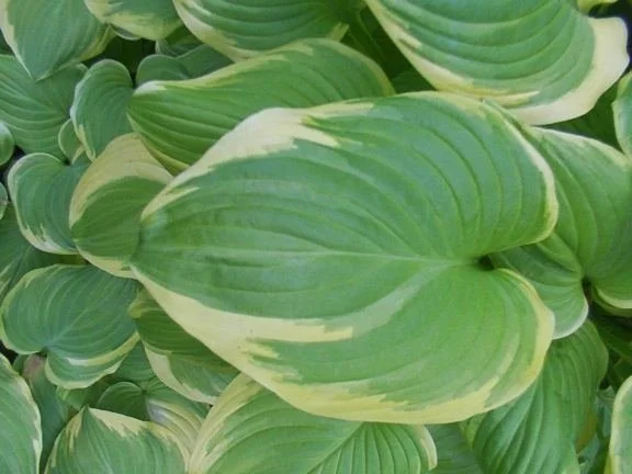 Hostas — moonstruck gardens- 6545 cultus bay rd clinton, whidbey island