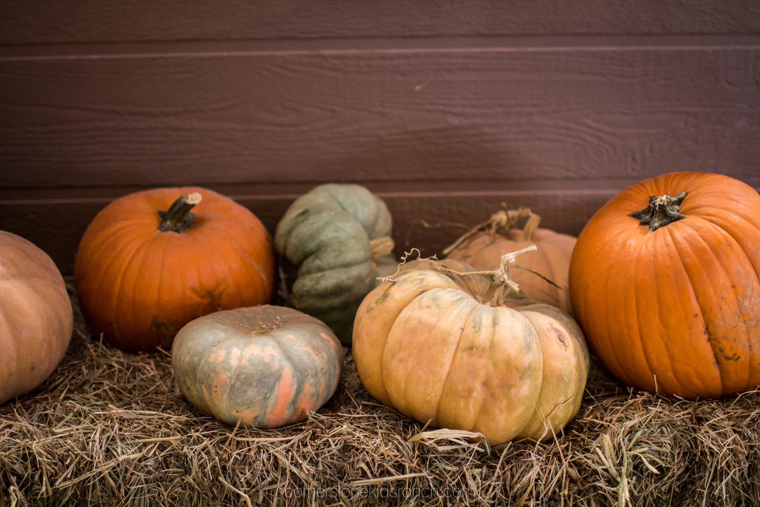 Pumpkin Patch — Cornerstone Kids' Ranch