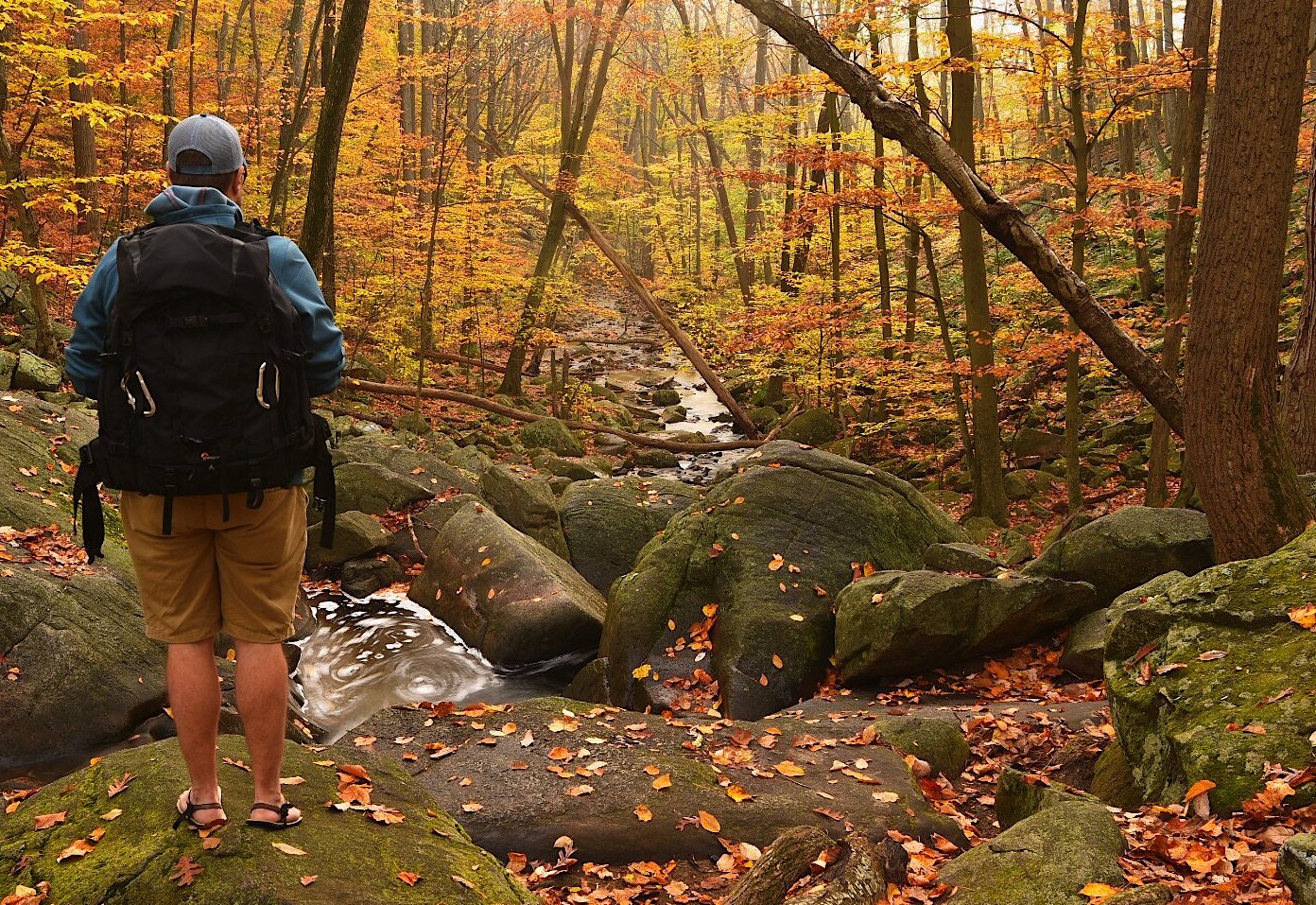 The Healing Power of Forest Bathing: A Guide to Reconnecting with ...