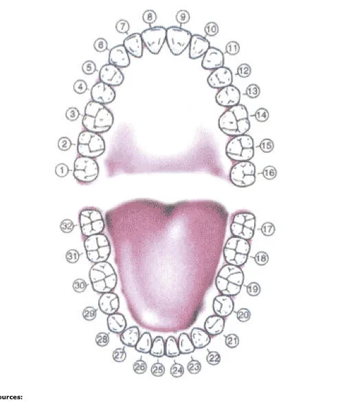 Tooth Connection to the Organs and Emotions! — | Katy Trail Dental