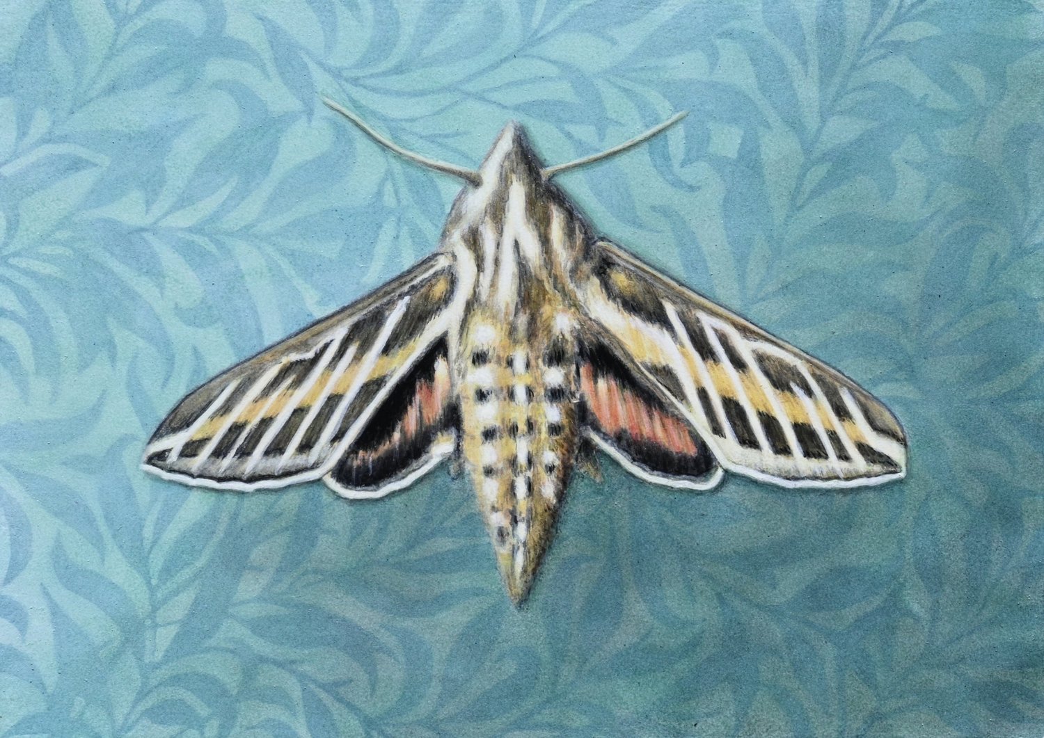 Sphinx Moth Drawing