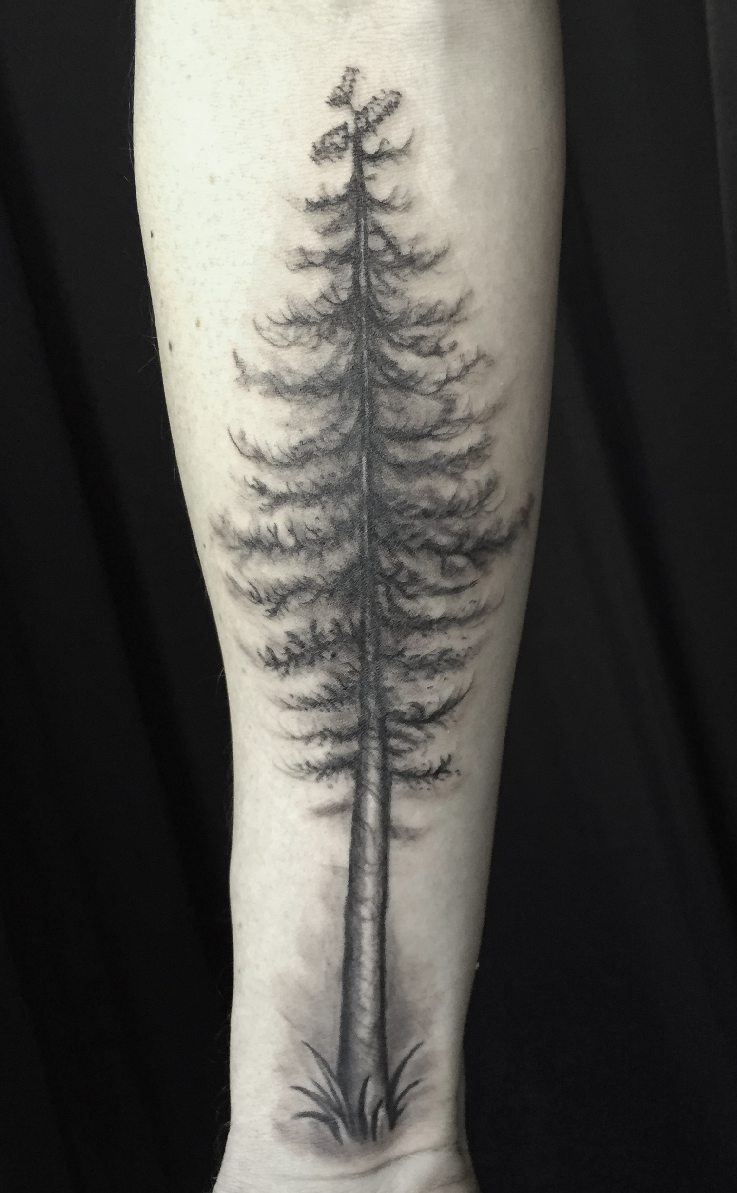 Forearm Redwood Tree Tattoos