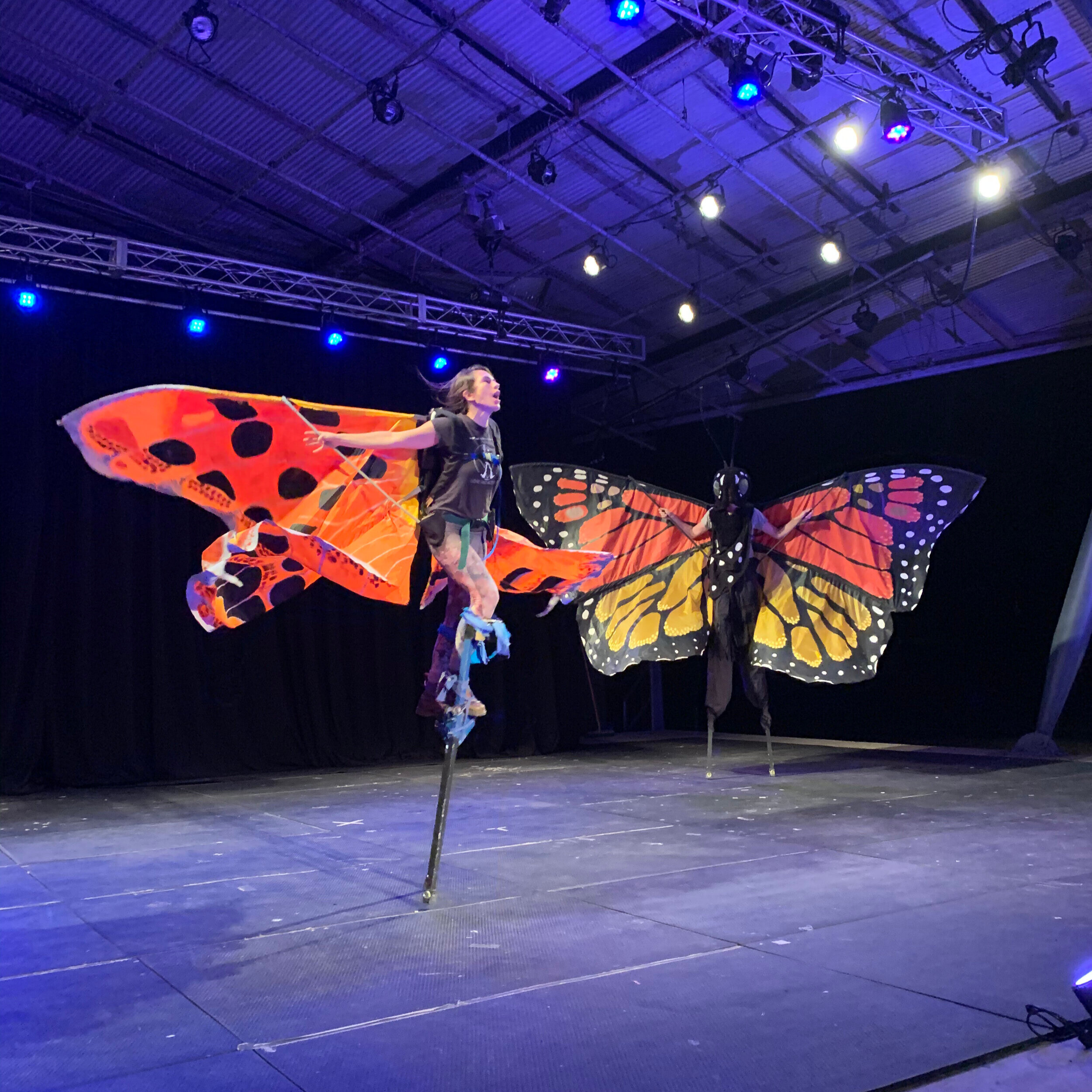 about — Nyssa Collins