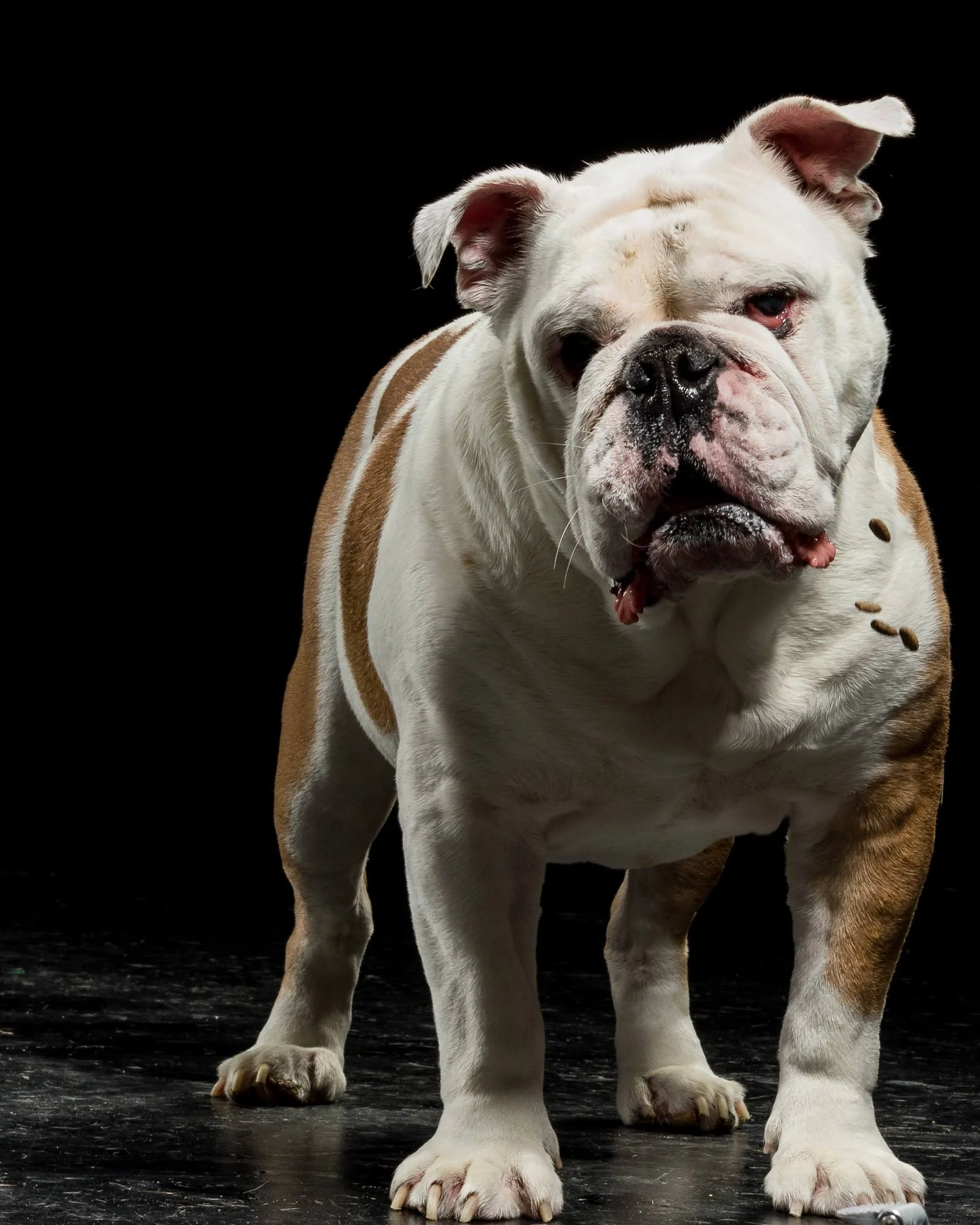 English Bulldog — Fitness & Bodybuilding Photography | Mark Ruddick ...