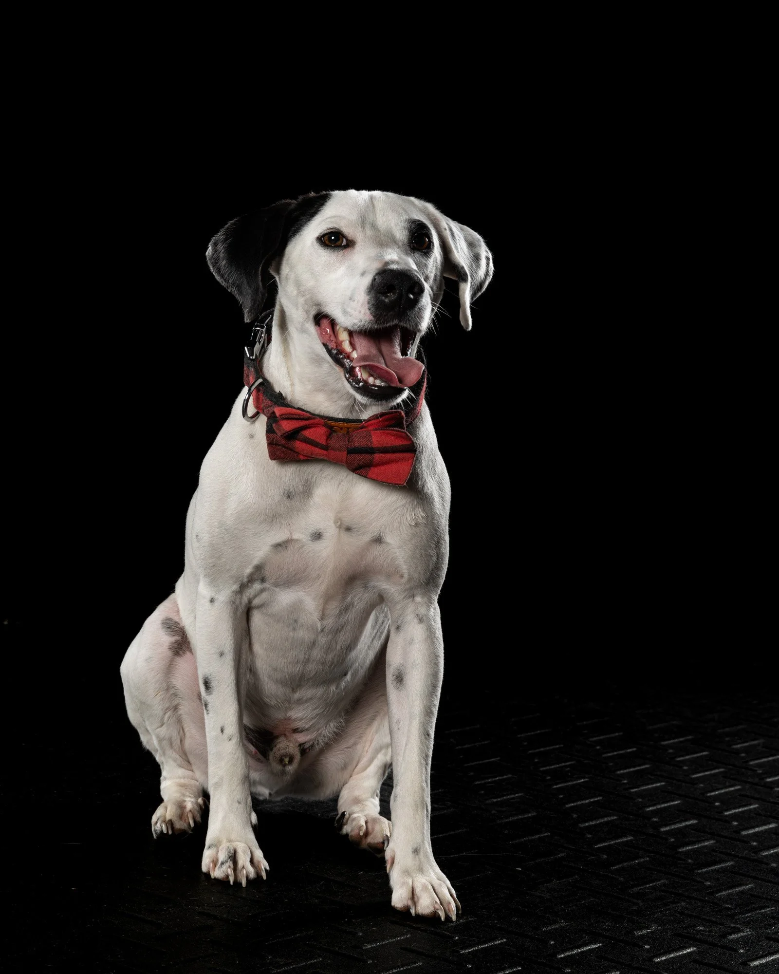 Fitness & Bodybuilding Photography | Dog Day at the Studio — Mark ...