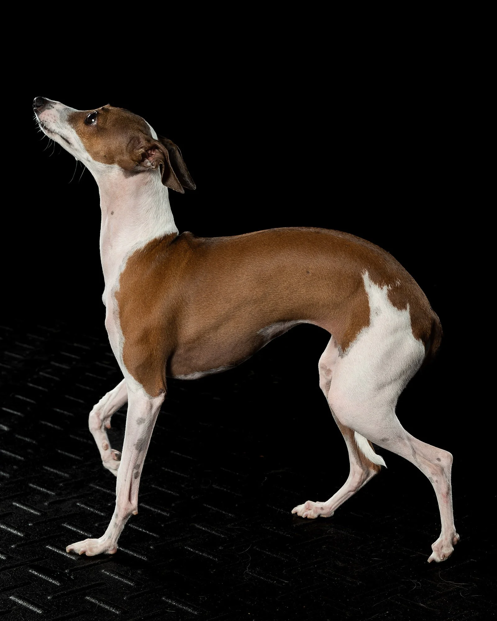 Fitness & Bodybuilding Photography | Dog Day at the Studio — Mark ...