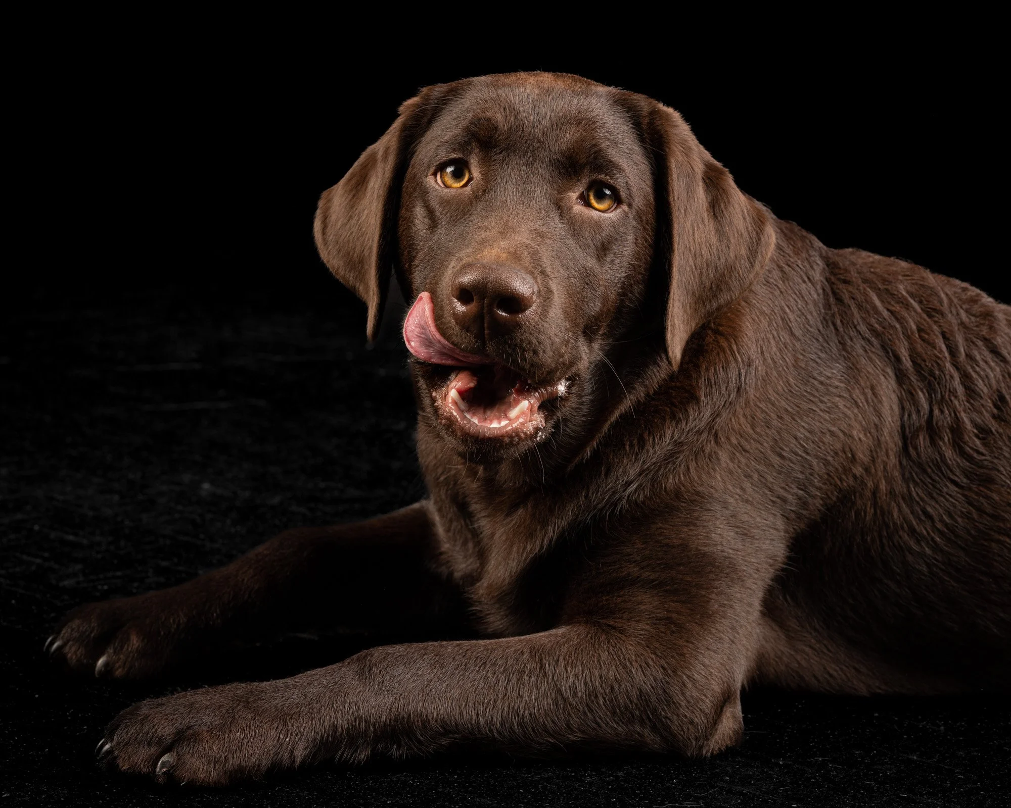 Fitness & Bodybuilding Photography | Dog Shoot with Ranger — Mark ...