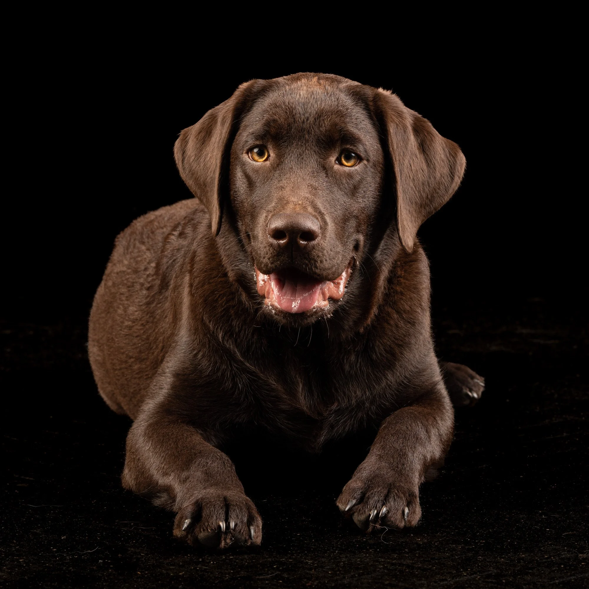 Fitness & Bodybuilding Photography | Dog Shoot with Ranger — Mark ...